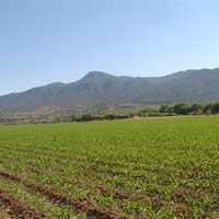 About Us | Hauser Built Stack Retrievers | Camp Verde, AZ | Hauser ...